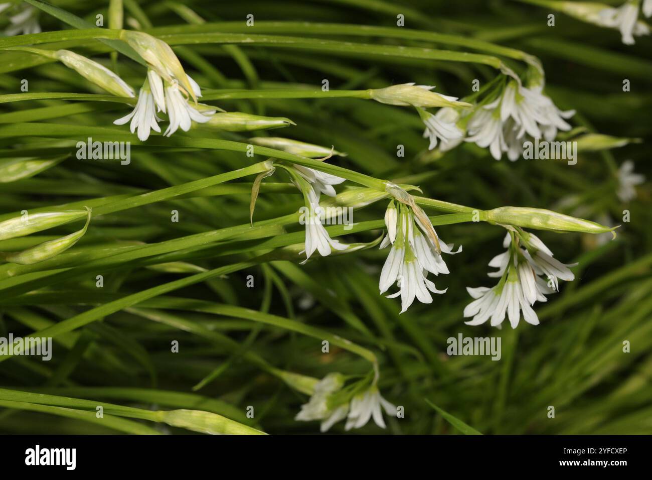 Three-cornered garlic (Allium triquetrum Stock Photo - Alamy