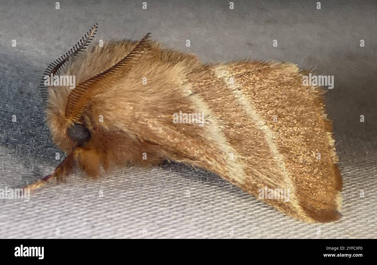 Eastern Tent Caterpillar Moth (Malacosoma americana Stock Photo - Alamy
