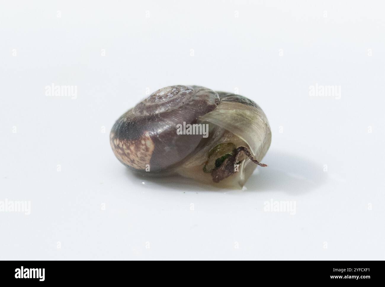 Kentish Snail (Monacha cantiana Stock Photo - Alamy