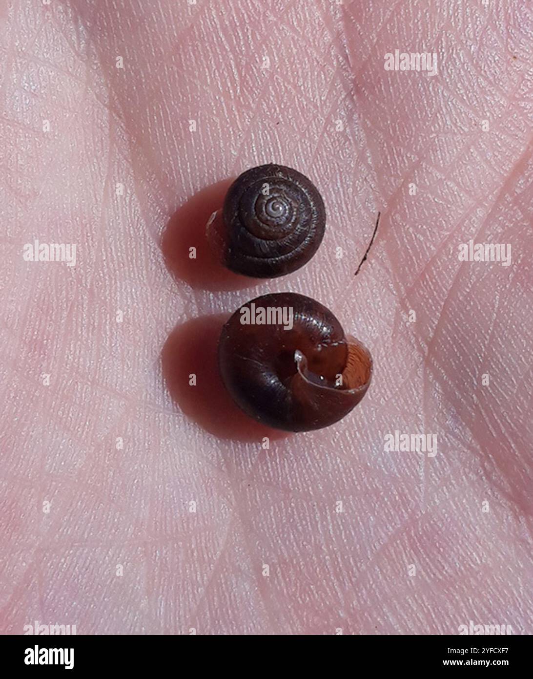 Hairy Snail (Trochulus hispidus Stock Photo - Alamy