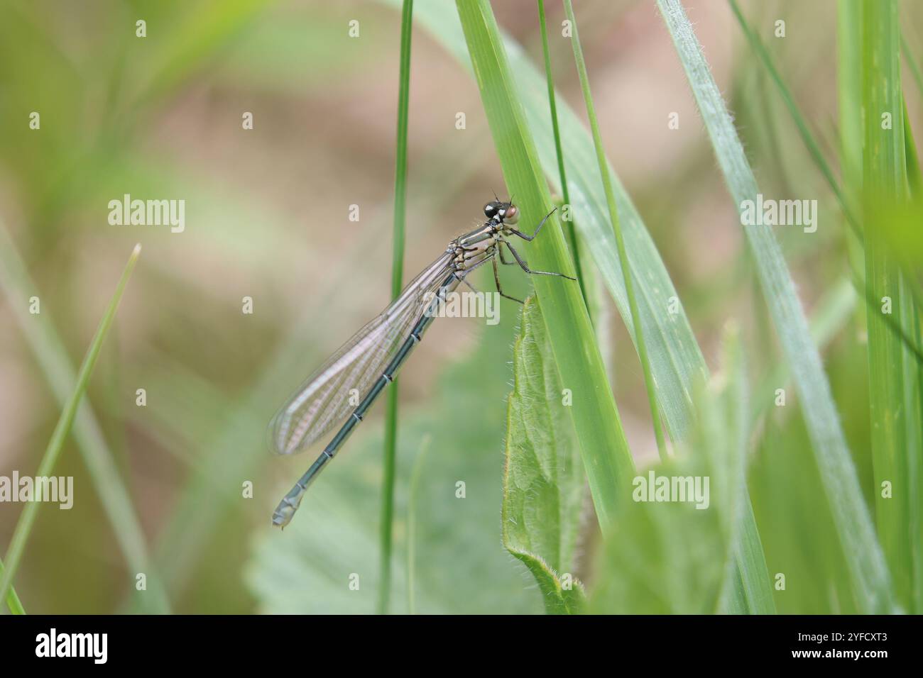 Azure Damselfly or Azure Bluet immature female - Coenagrion puella ...