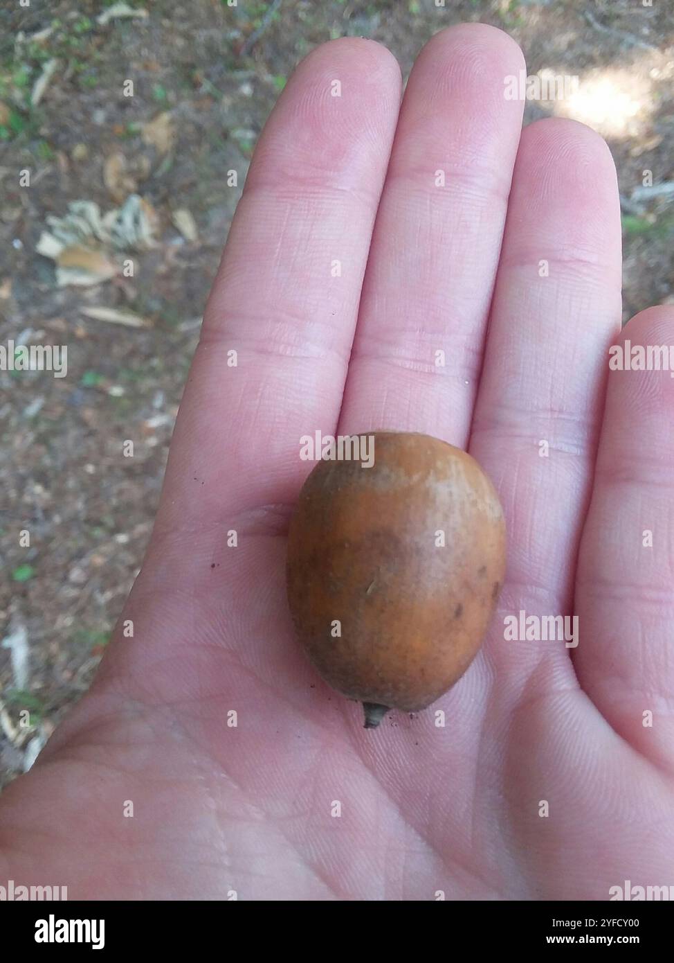 swamp chestnut oak (Quercus michauxii Stock Photo - Alamy