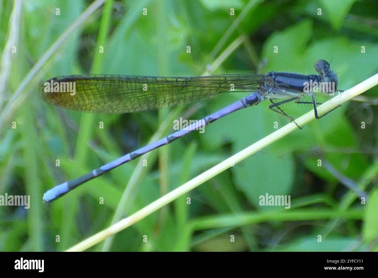 Variable Dancer (Argia fumipennis Stock Photo - Alamy