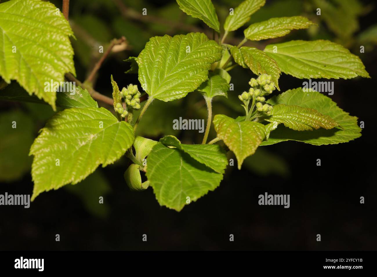 Tatarian Maple (Acer tataricum Stock Photo - Alamy