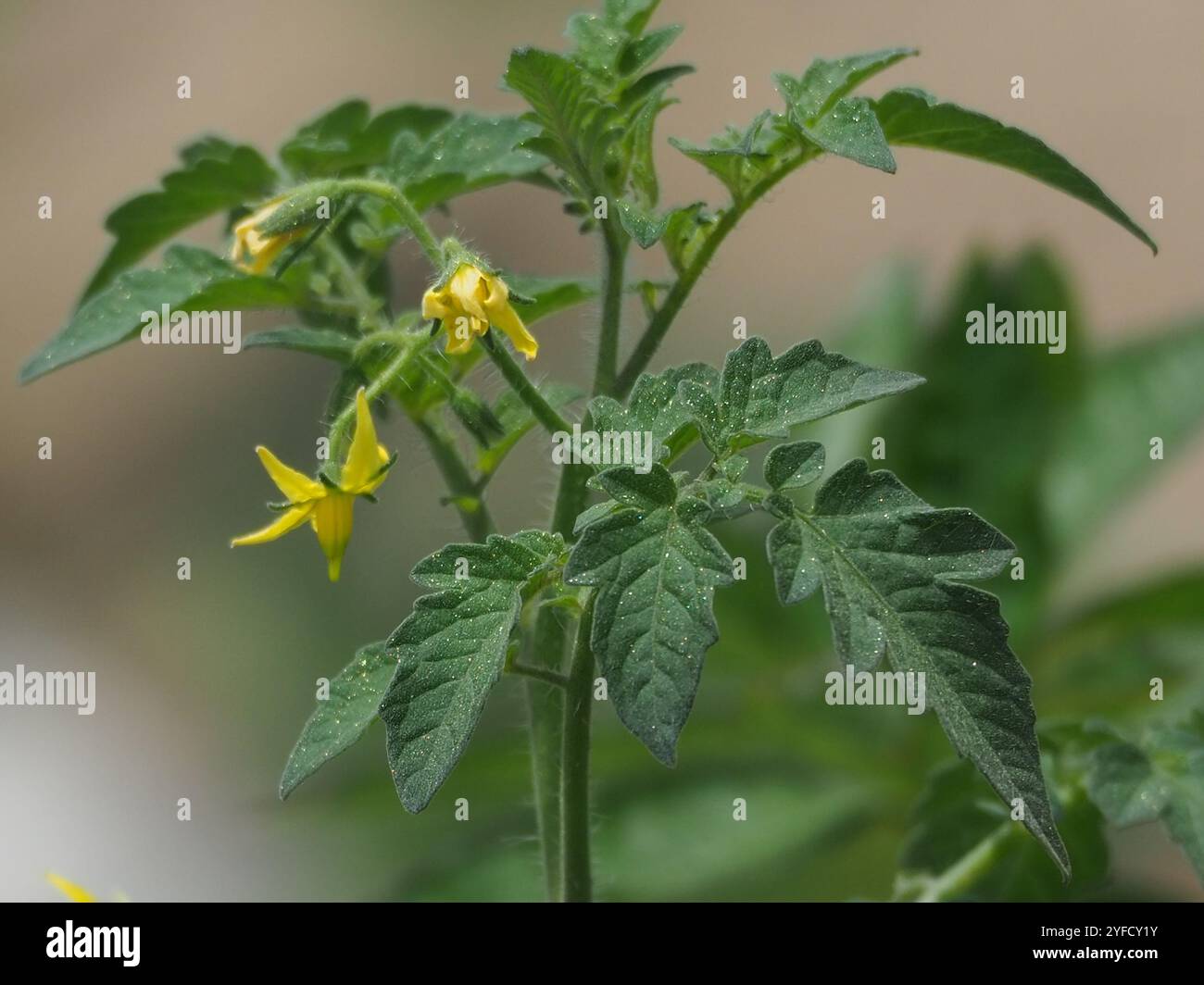 tomato (Solanum lycopersicum Stock Photo - Alamy