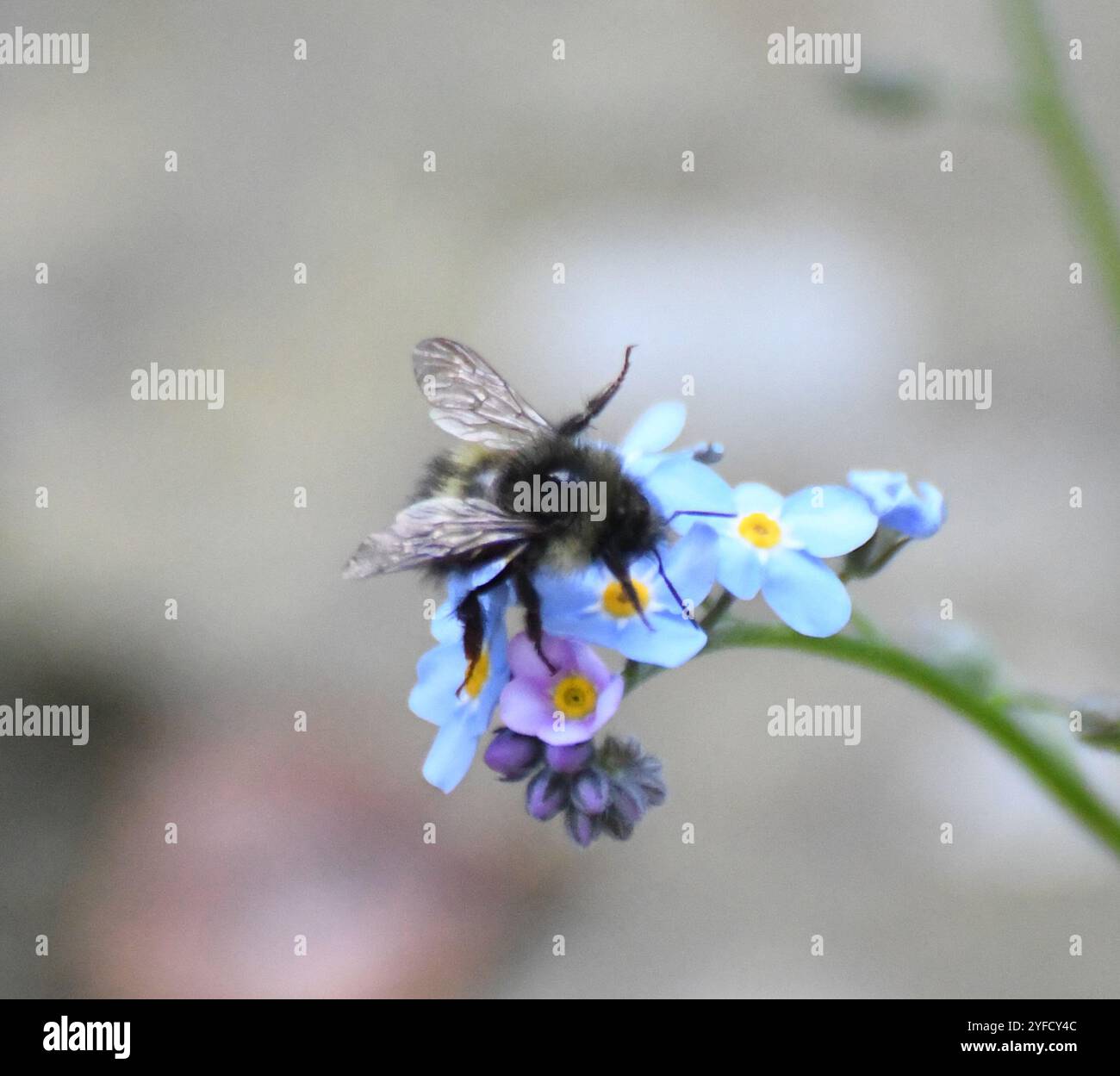 Sitka Bumble Bee (Bombus sitkensis Stock Photo - Alamy