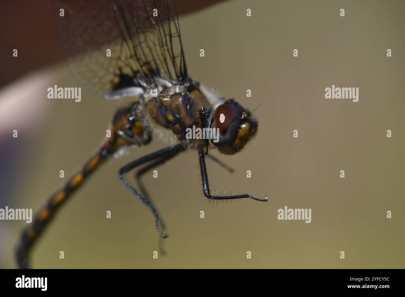 Spiny Baskettail (Epitheca spinigera Stock Photo - Alamy