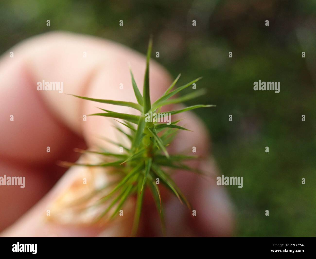 Common Haircap Moss (Polytrichum commune Stock Photo - Alamy