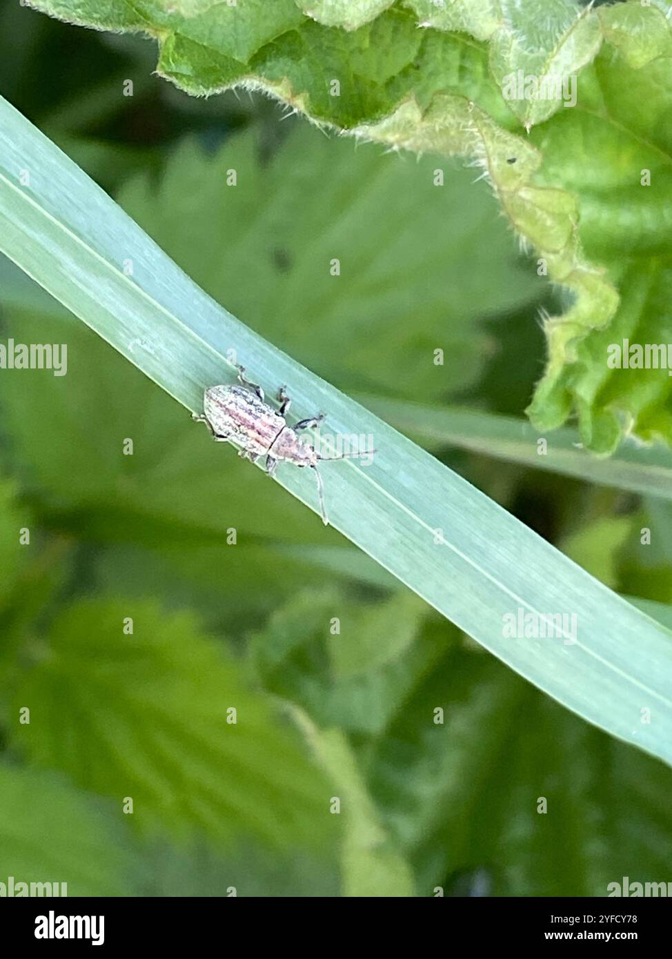 Common Leaf Weevil (Phyllobius pyri Stock Photo - Alamy