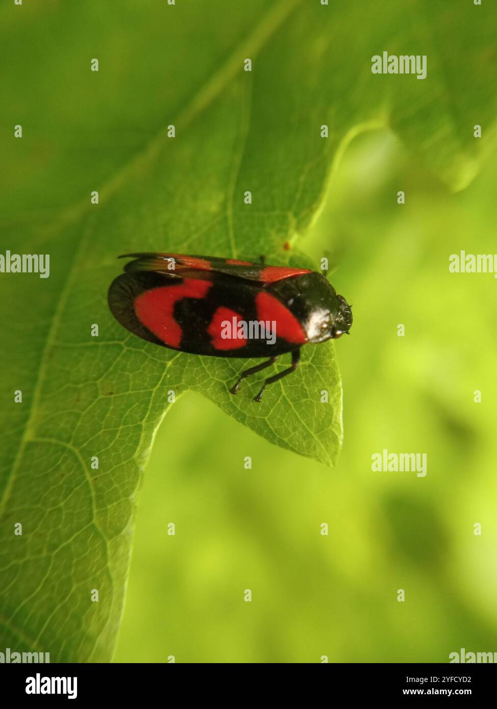 Common Froghopper (Cercopis vulnerata Stock Photo - Alamy
