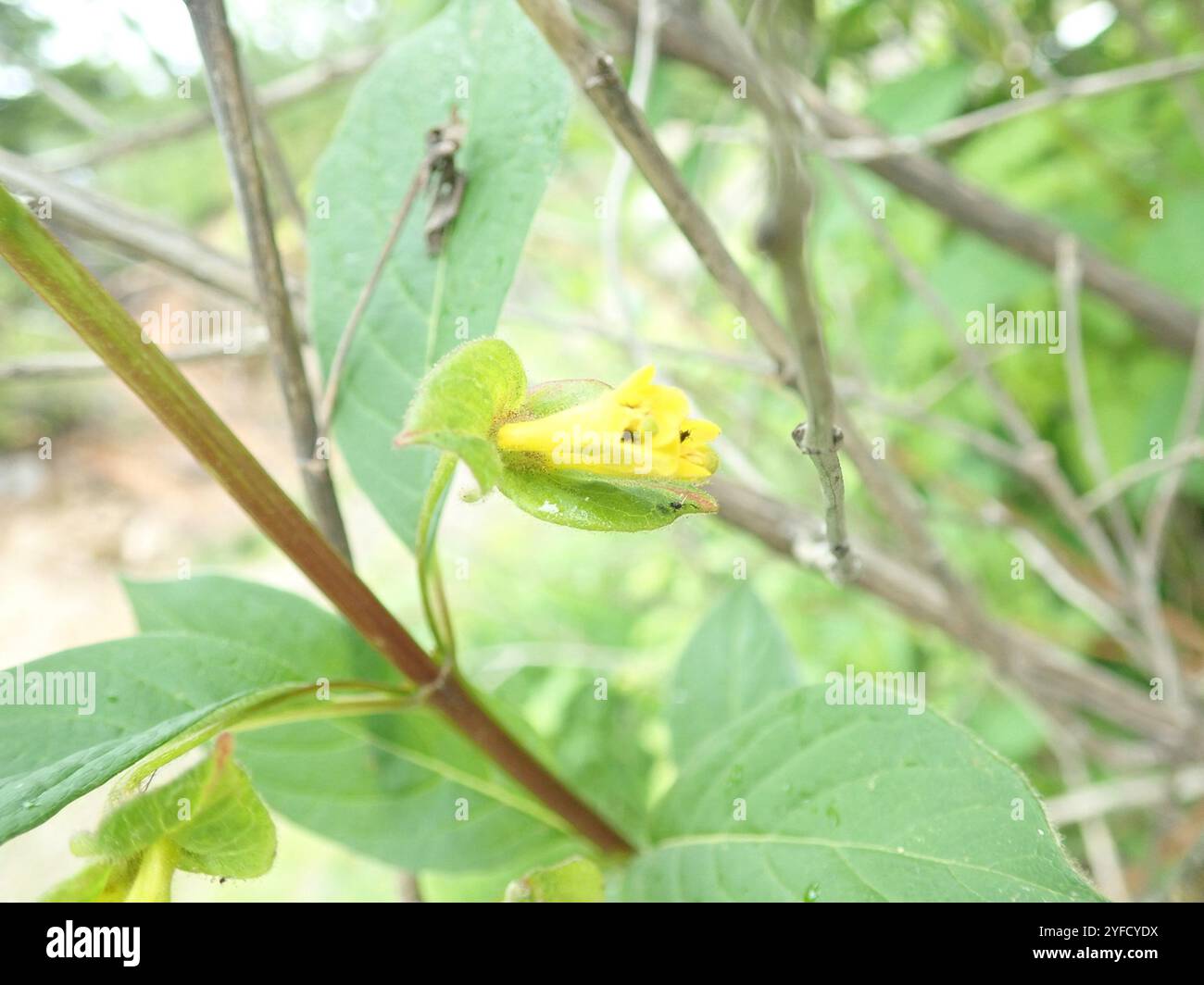 twinberry honeysuckle (Lonicera involucrata Stock Photo - Alamy