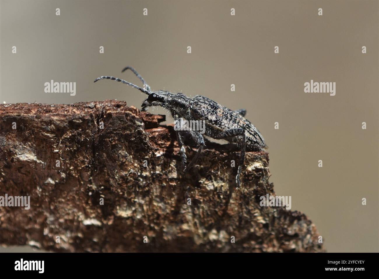 Ribbed Pine Borer (Rhagium inquisitor Stock Photo - Alamy