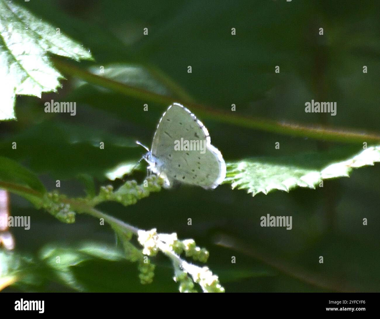 Echo Azure (Celastrina echo Stock Photo - Alamy