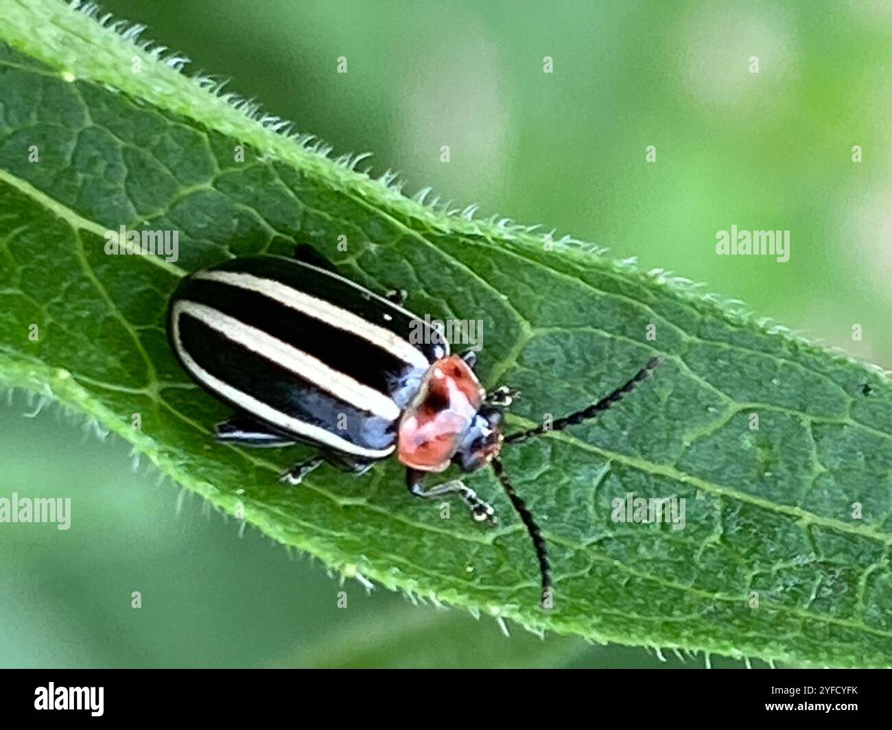 Pigweed flea beetle hi-res stock photography and images - Alamy