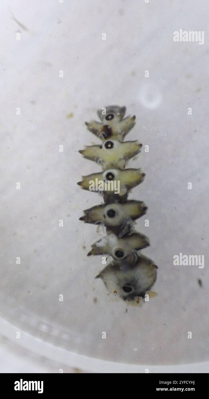 Net-winged Midges (Blephariceridae Stock Photo - Alamy