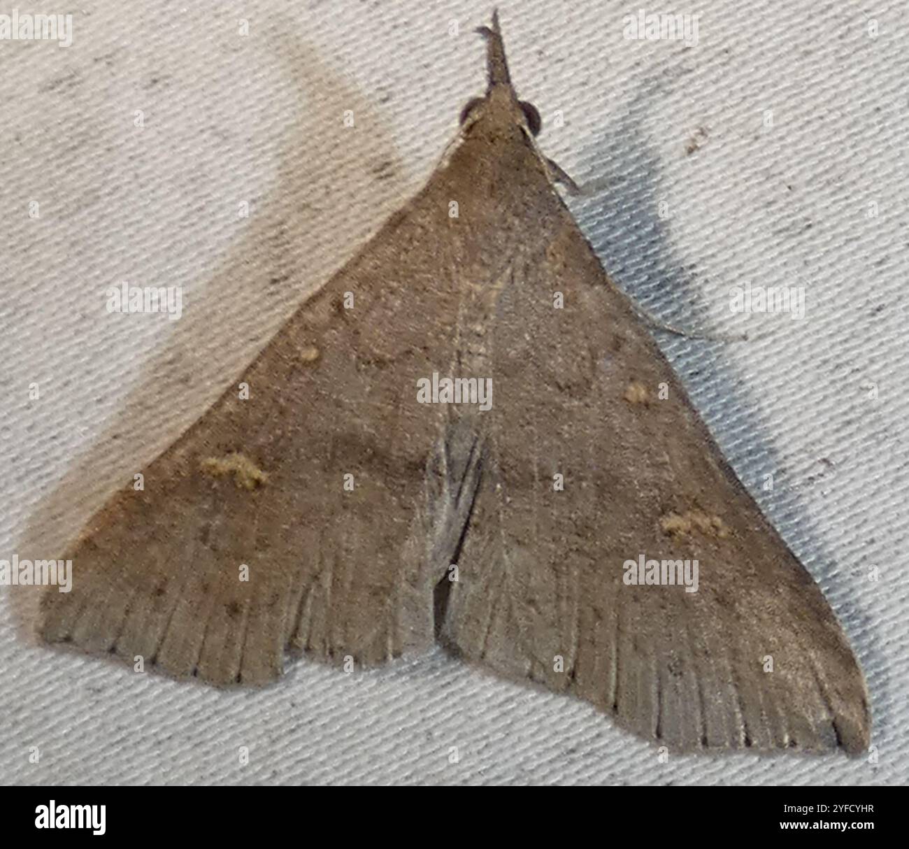 Speckled renia moth hi-res stock photography and images - Alamy