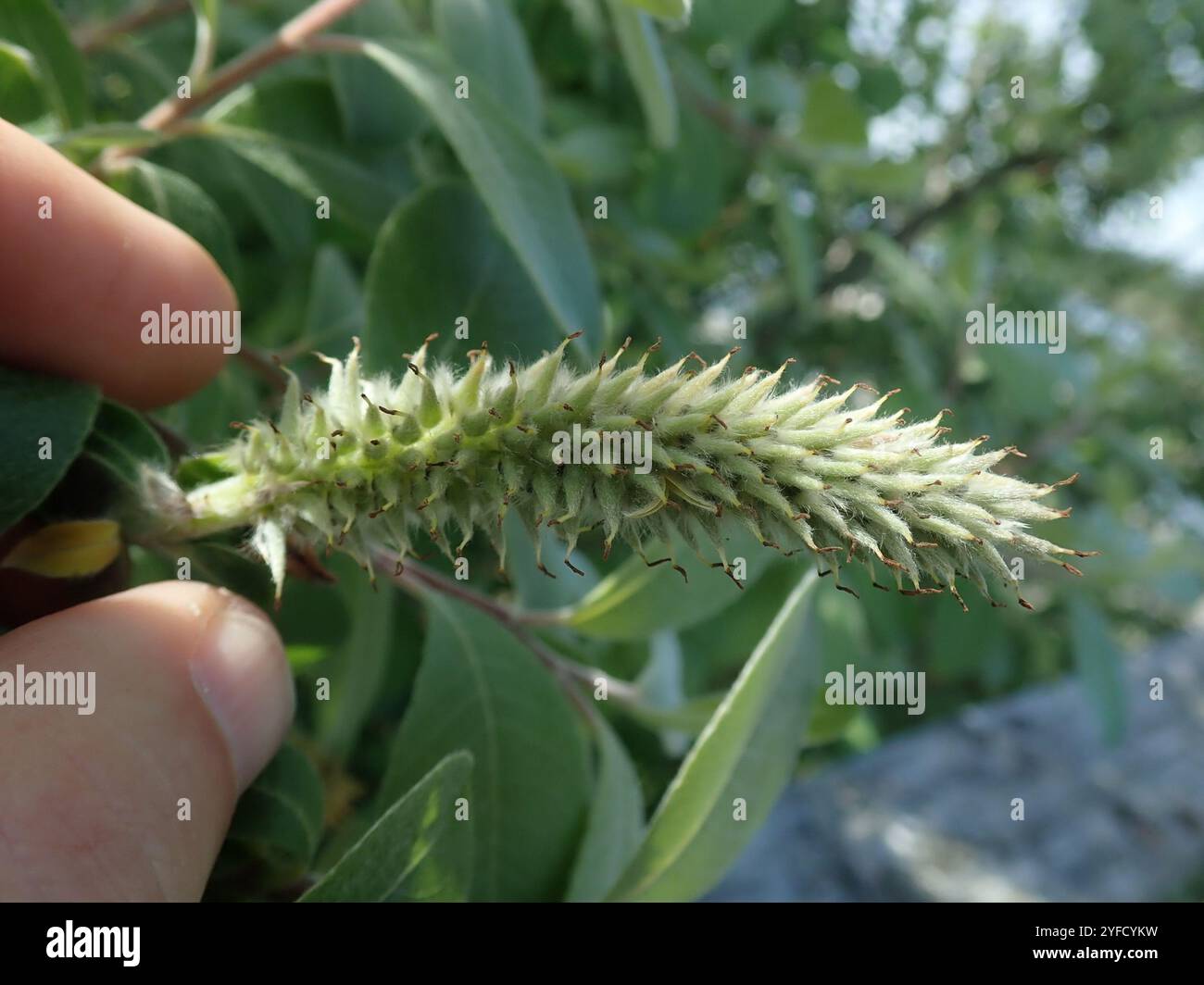 Sitka willow (Salix sitchensis Stock Photo - Alamy