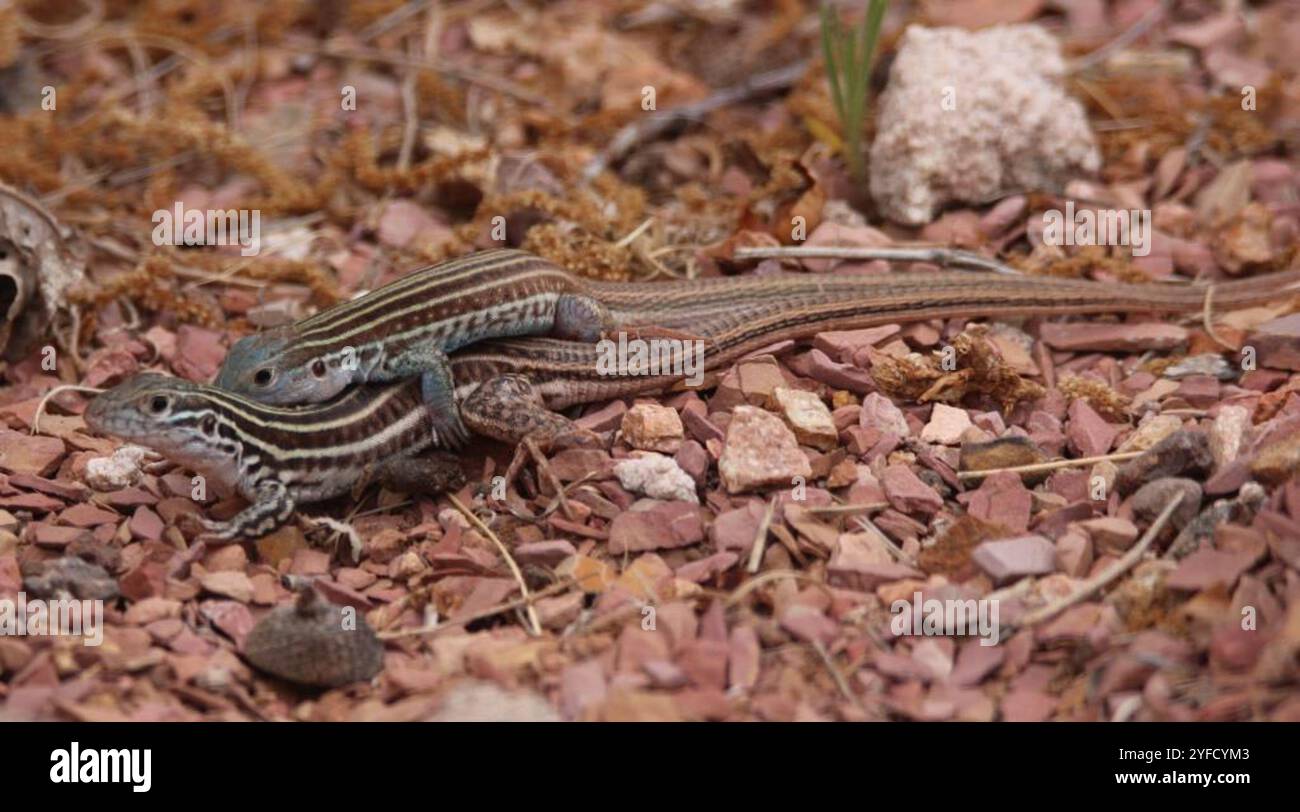 Common Spotted Whiptail (Aspidoscelis gularis Stock Photo - Alamy