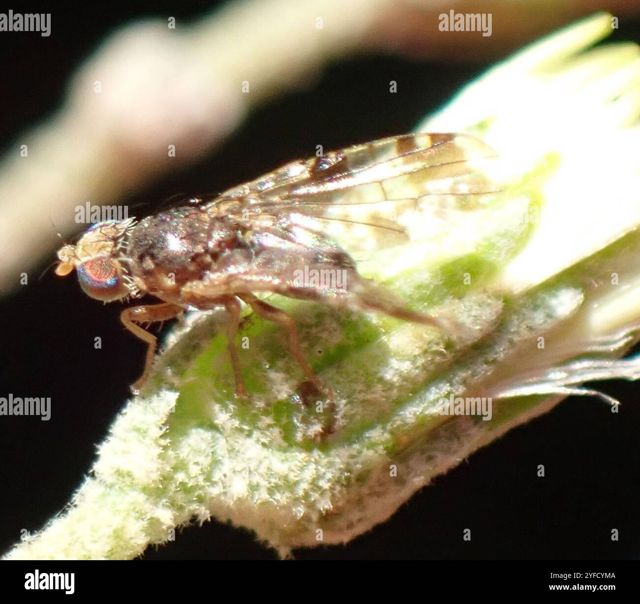 Australian Fruit Fly (Austrotephritis poenia Stock Photo - Alamy