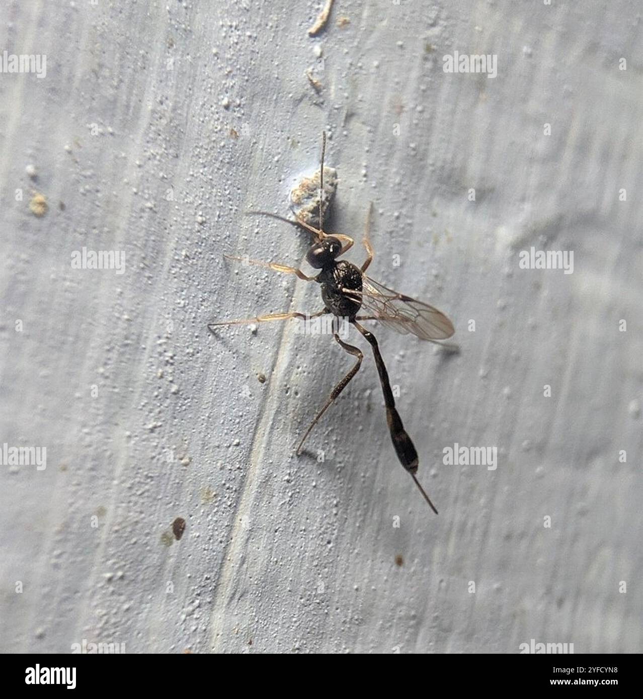 Anomalon hi-res stock photography and images - Alamy