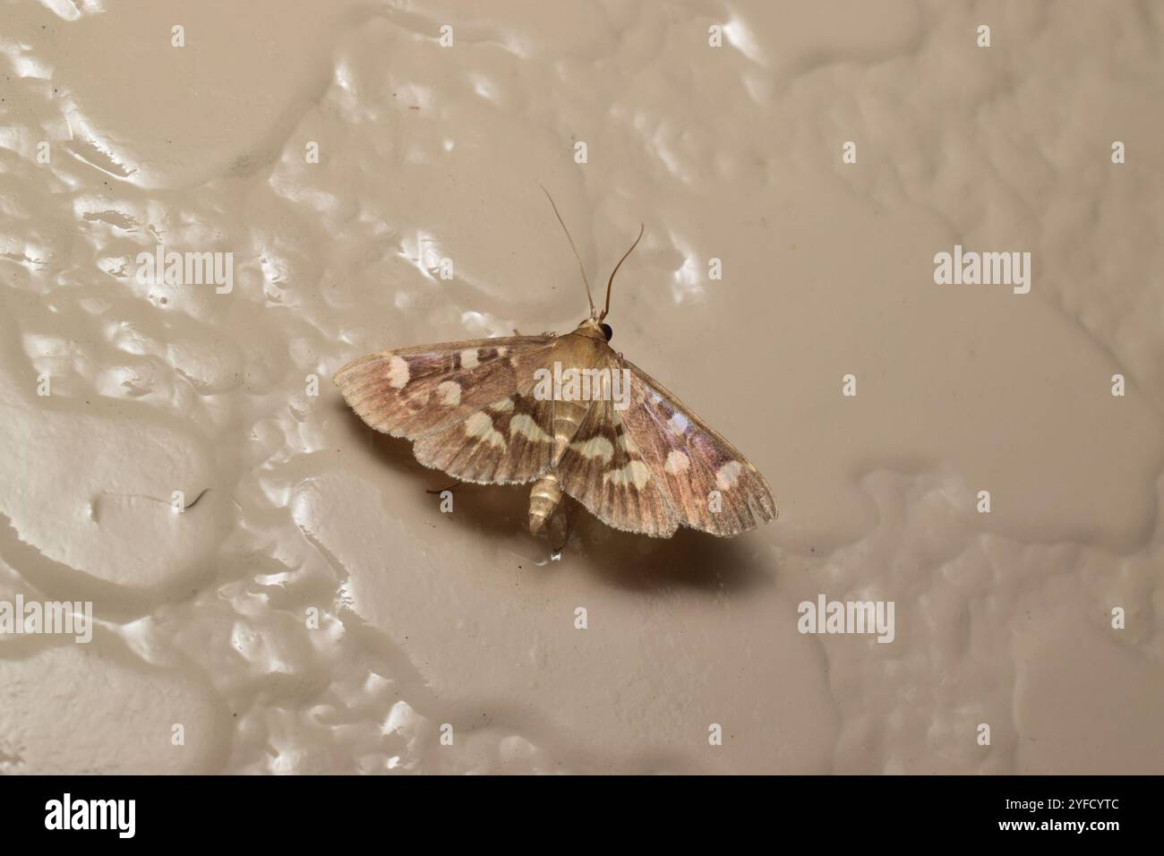 Herpetogramma hi-res stock photography and images - Alamy