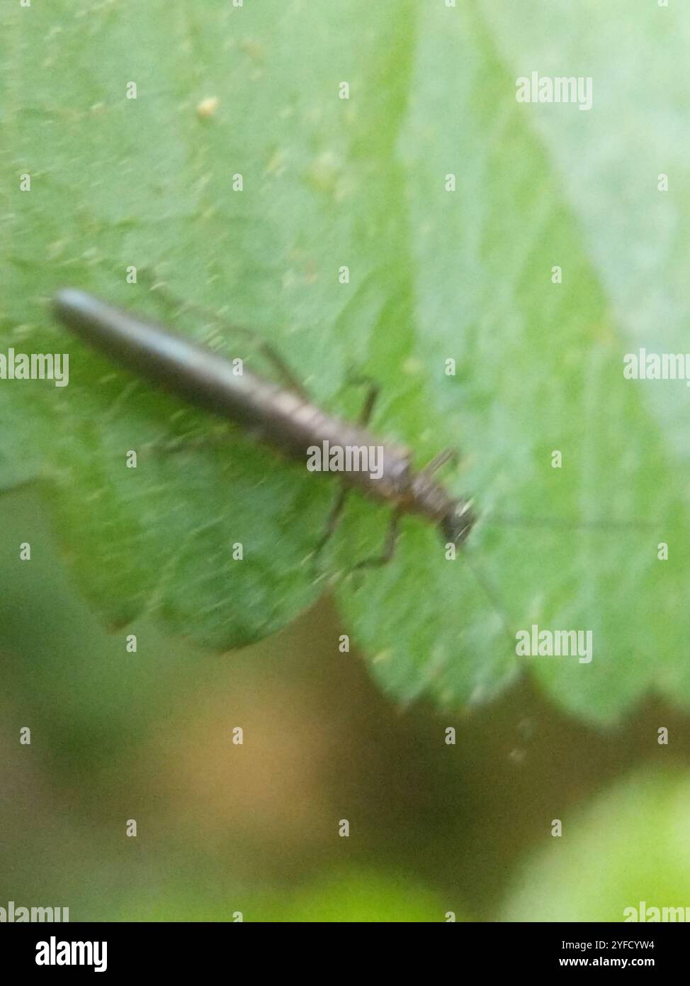 Rolled-winged Stoneflies (Leuctridae Stock Photo - Alamy