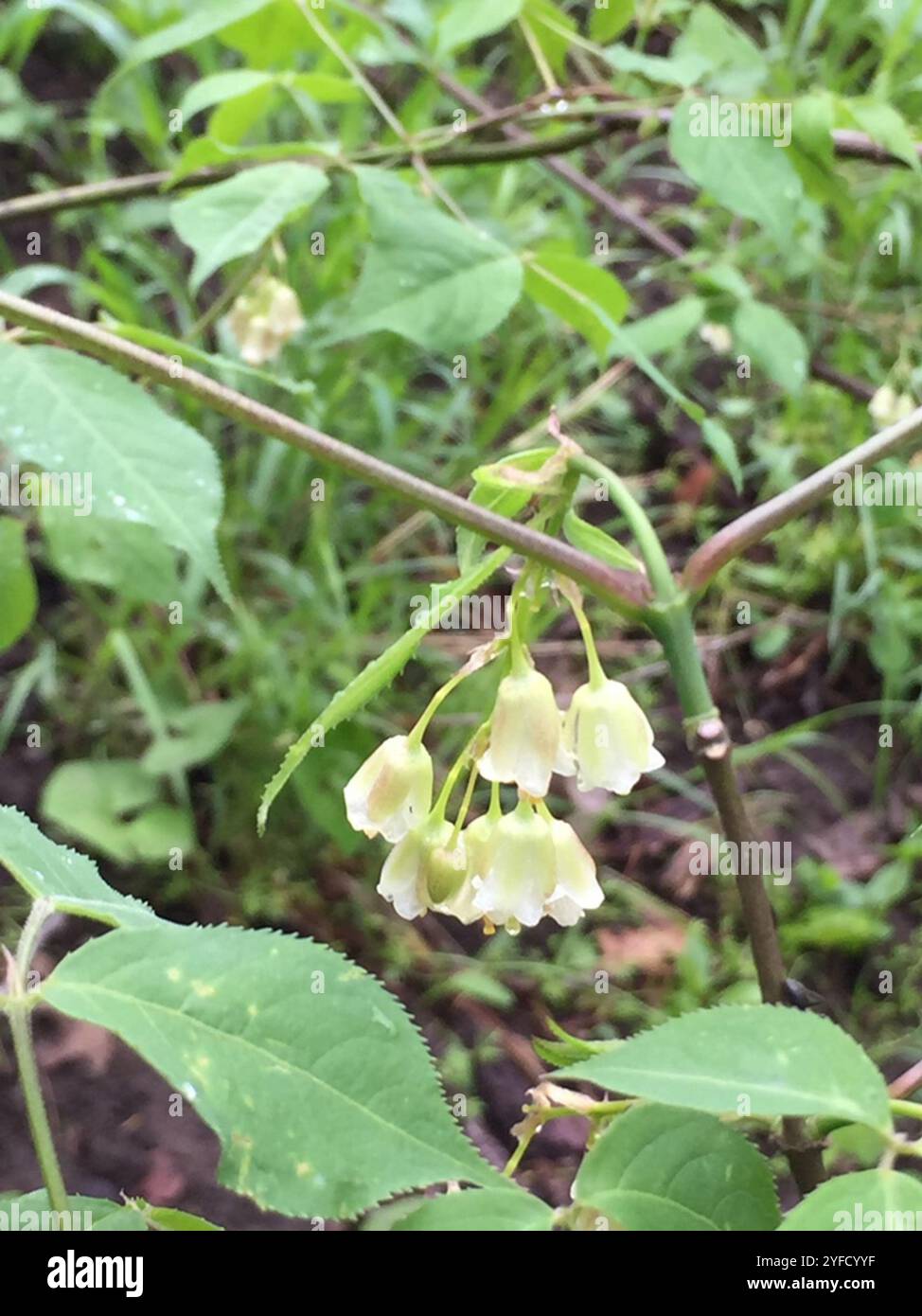 American bladdernut (Staphylea trifolia Stock Photo - Alamy