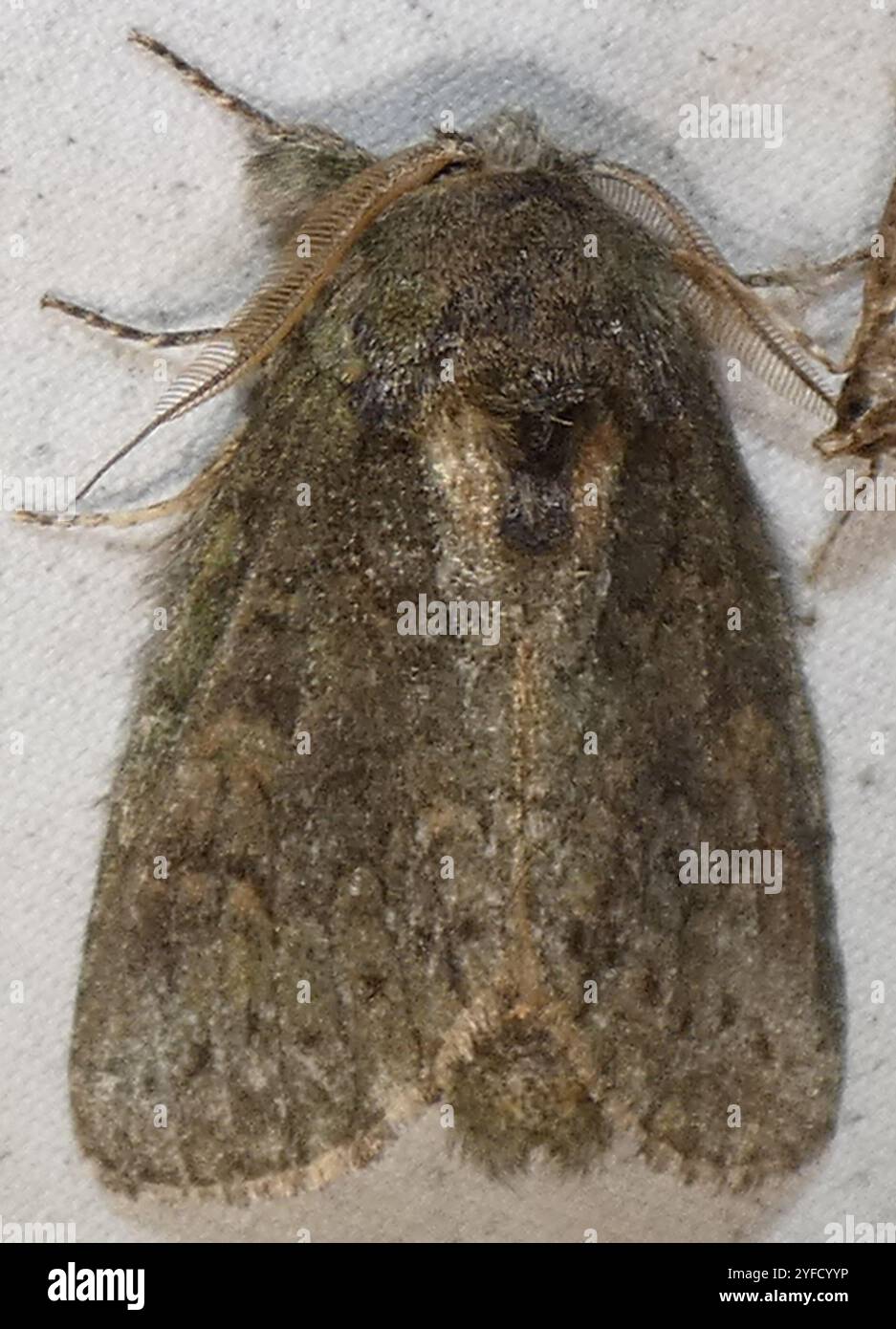 Saddled Prominent (Cecrita guttivitta Stock Photo - Alamy