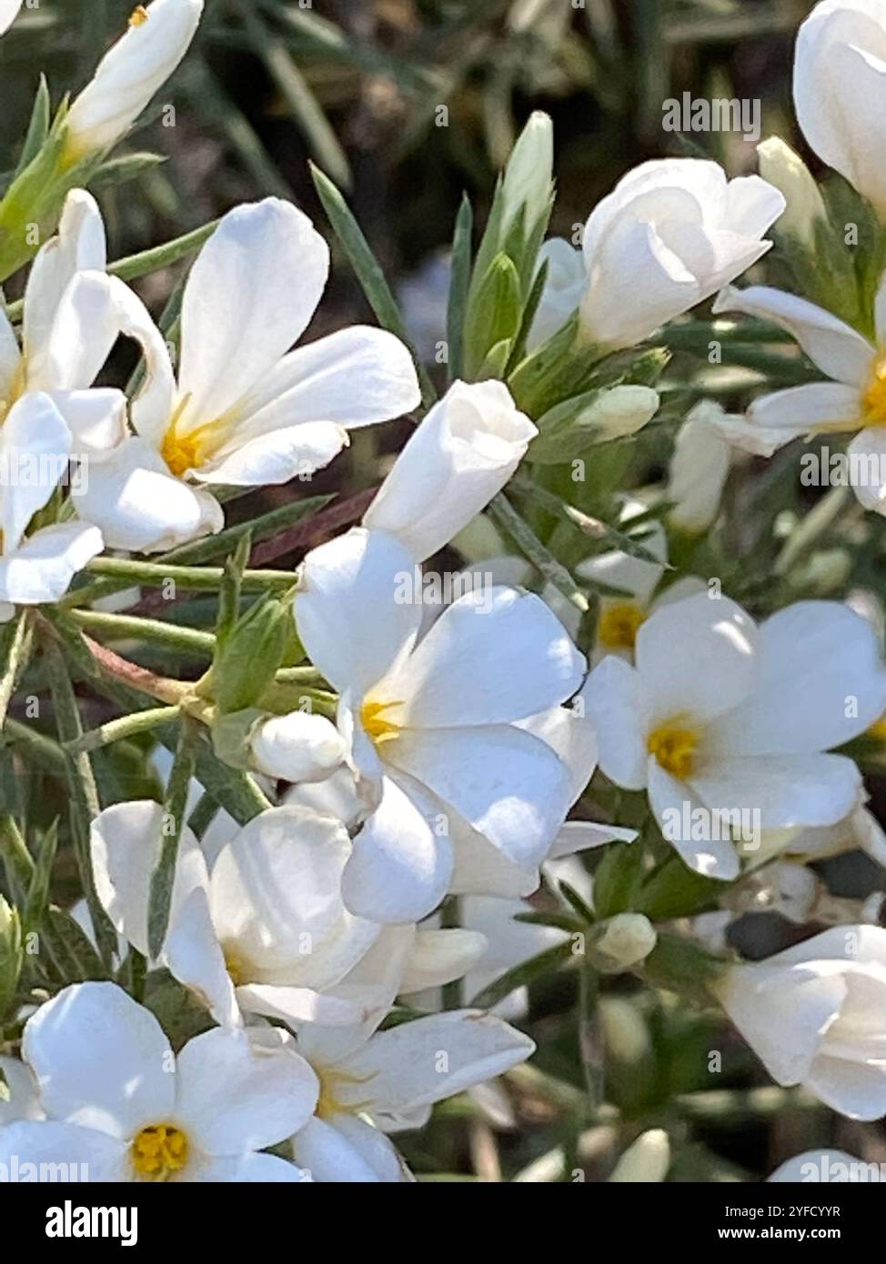 Many-flowered Linanthus (Leptosiphon floribundus Stock Photo - Alamy