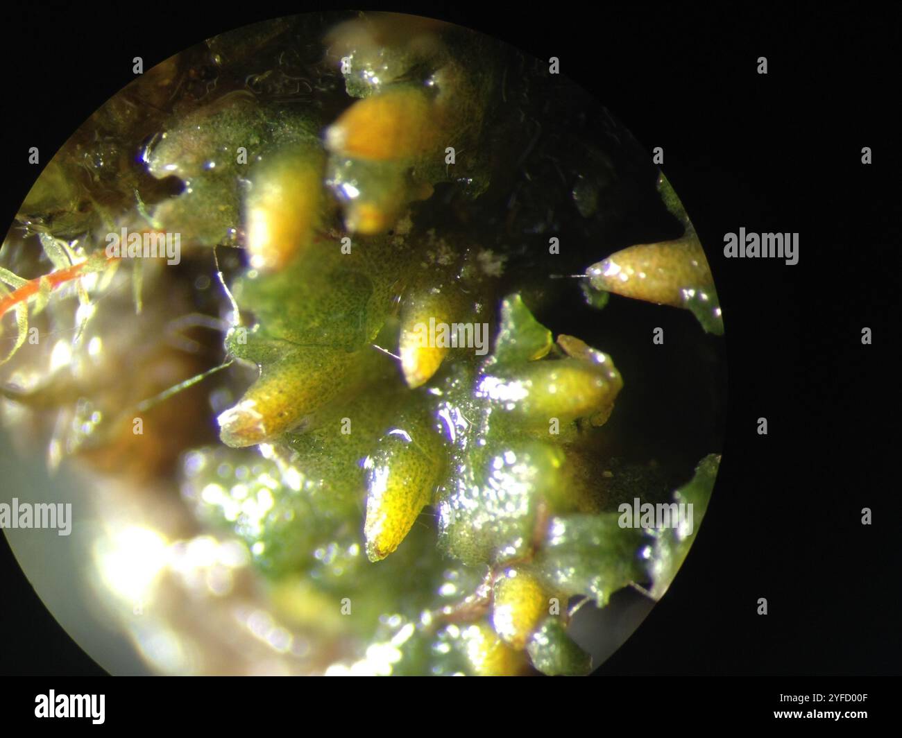 Notothylas orbicularis hi-res stock photography and images - Alamy