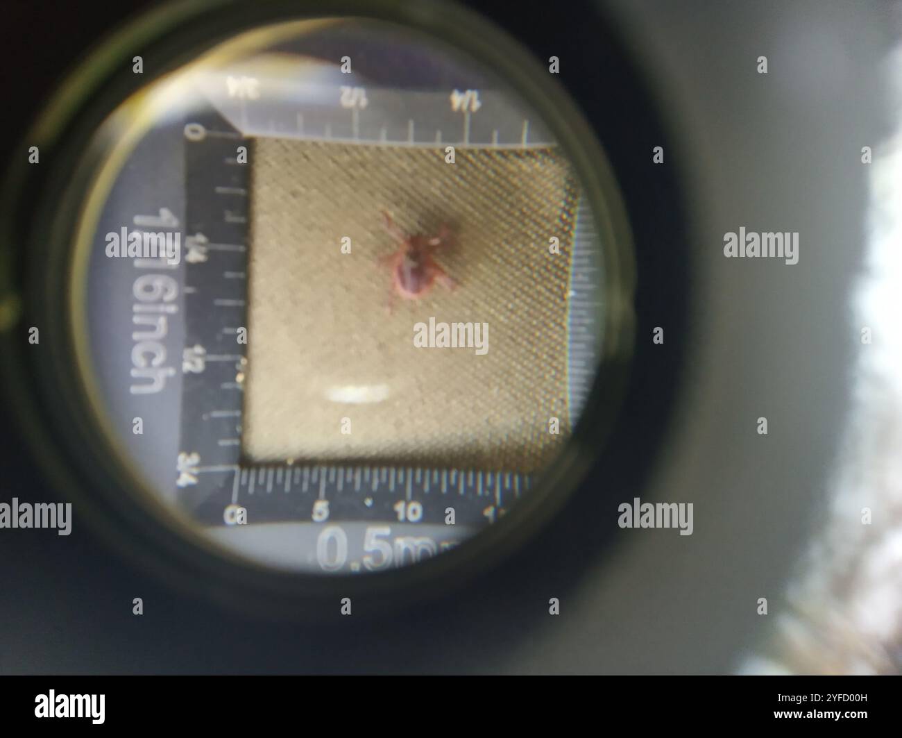 Ornate Cow Tick (Dermacentor reticulatus Stock Photo - Alamy