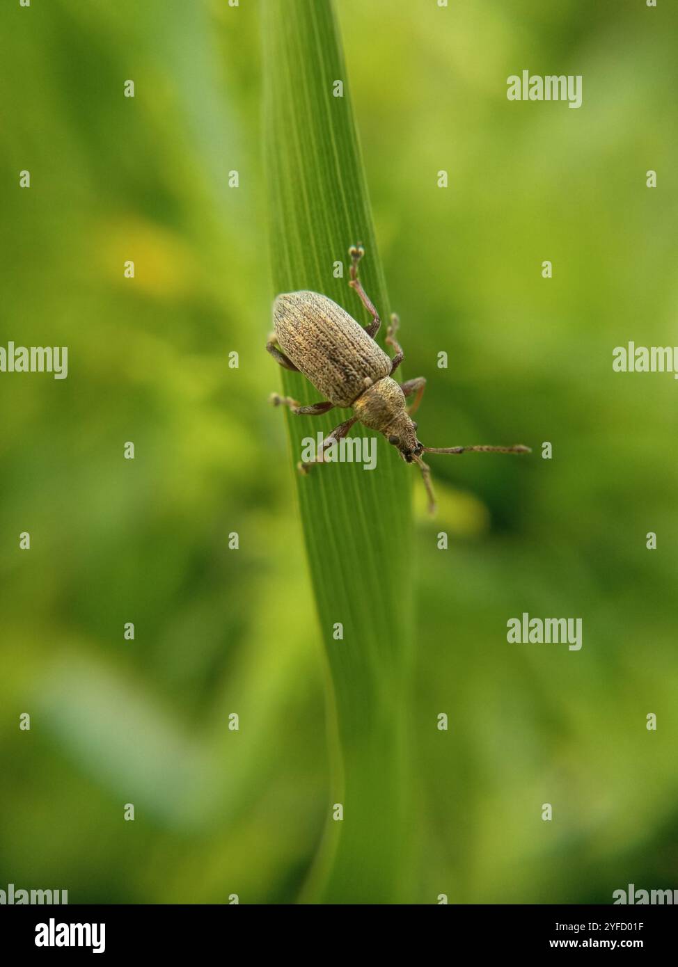 Common Leaf Weevil (Phyllobius pyri Stock Photo - Alamy