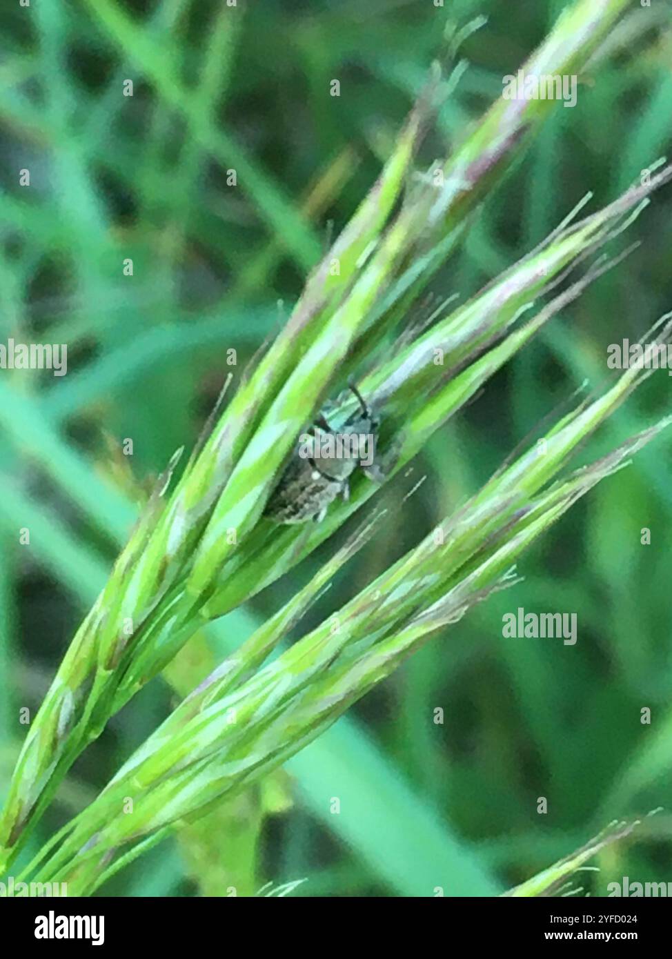 Common Leaf Weevil (Phyllobius pyri Stock Photo - Alamy