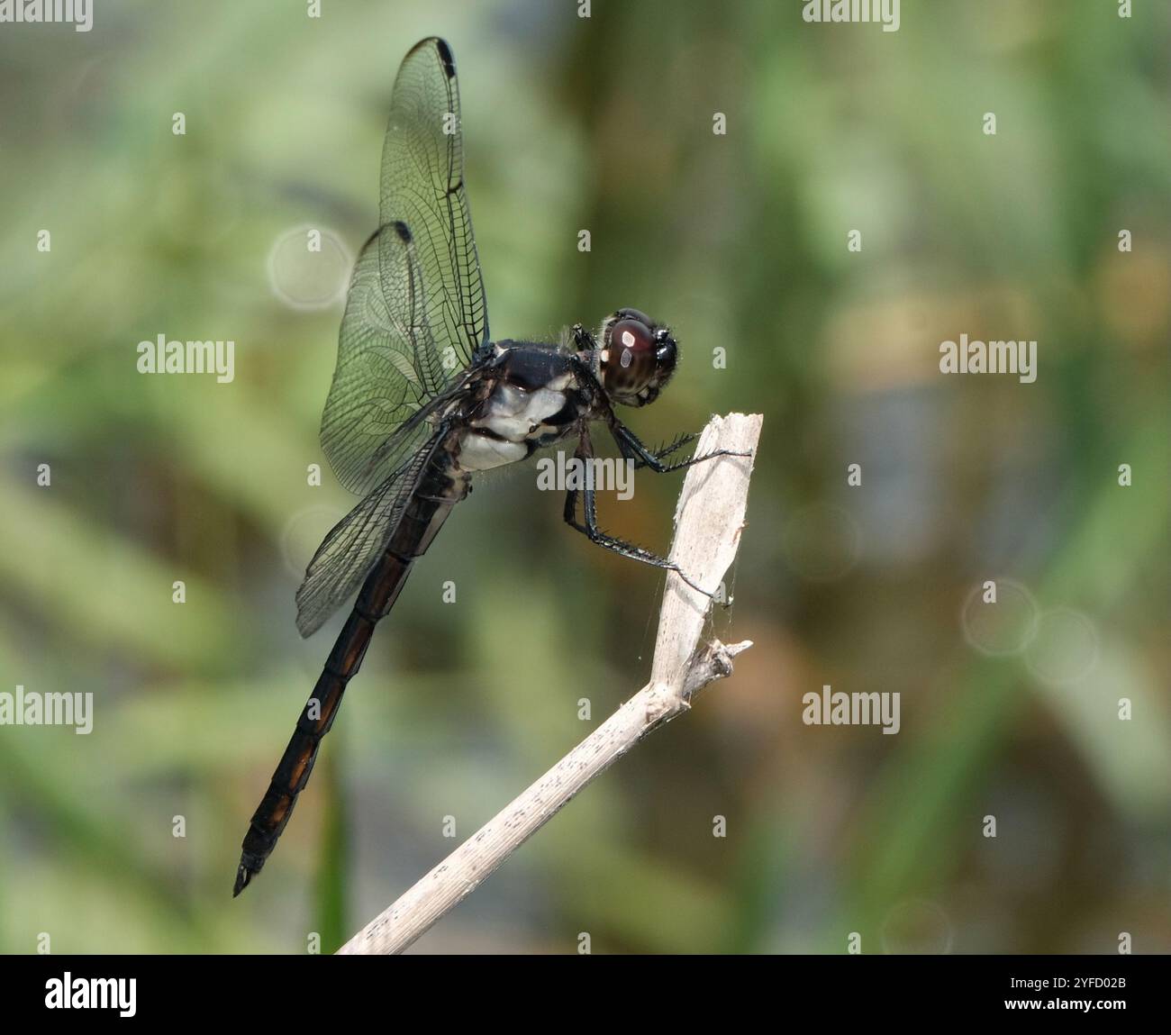 Slaty Skimmer (Libellula incesta Stock Photo - Alamy