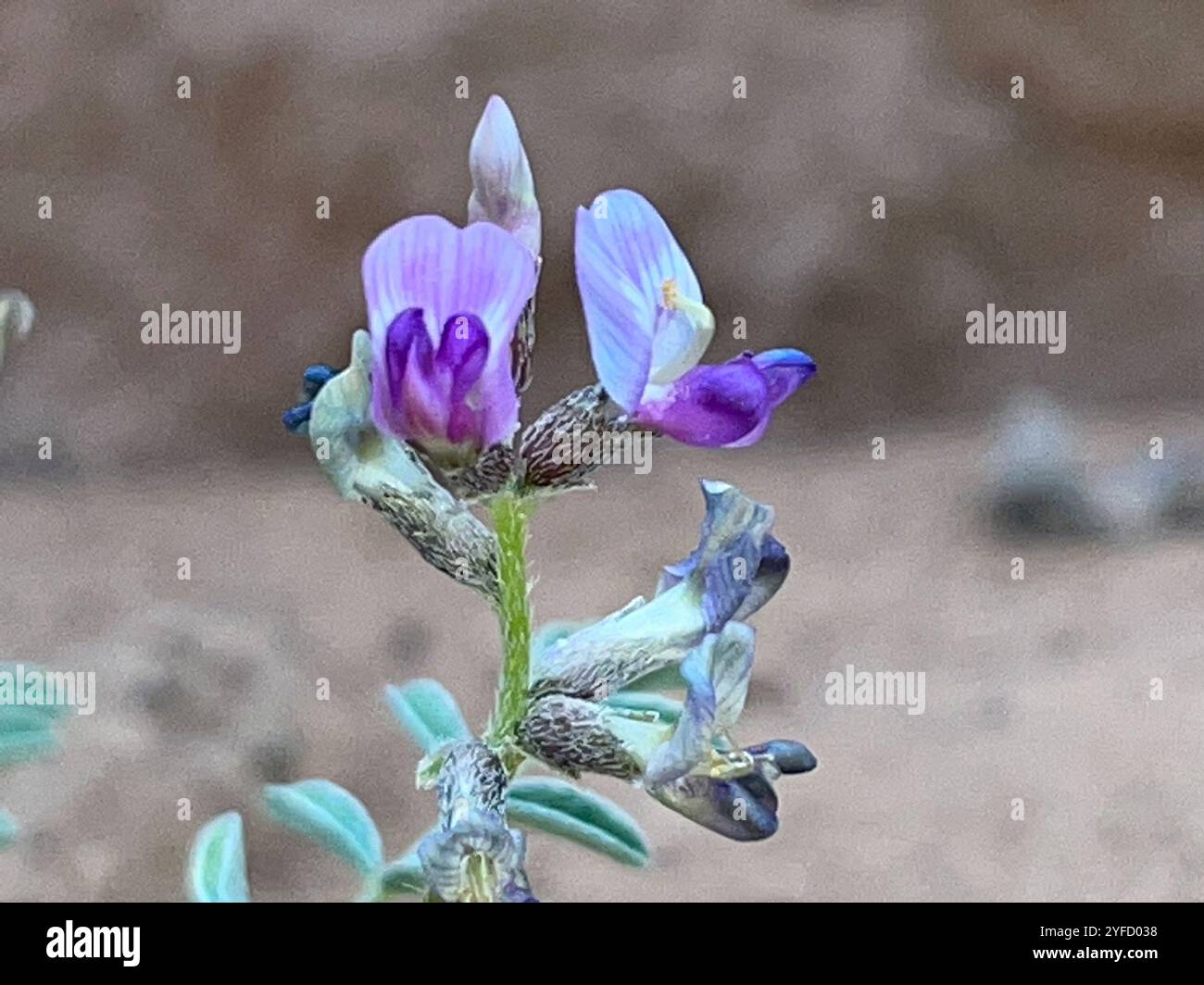 Rimrock Milkvetch (Astragalus desperatus Stock Photo - Alamy