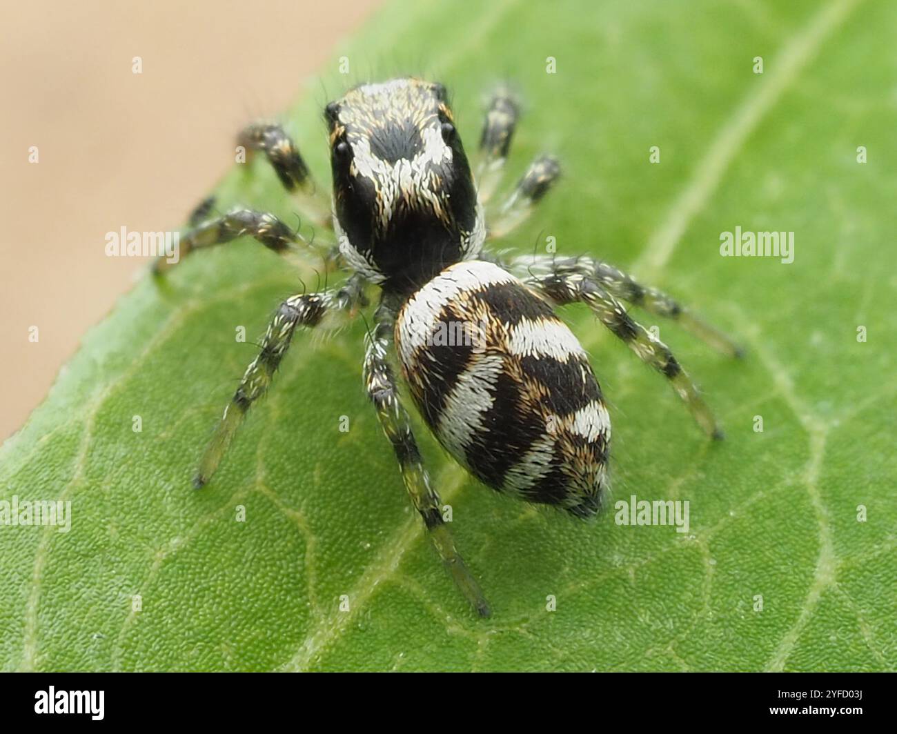 Zebra Jumping Spider (Salticus scenicus Stock Photo - Alamy
