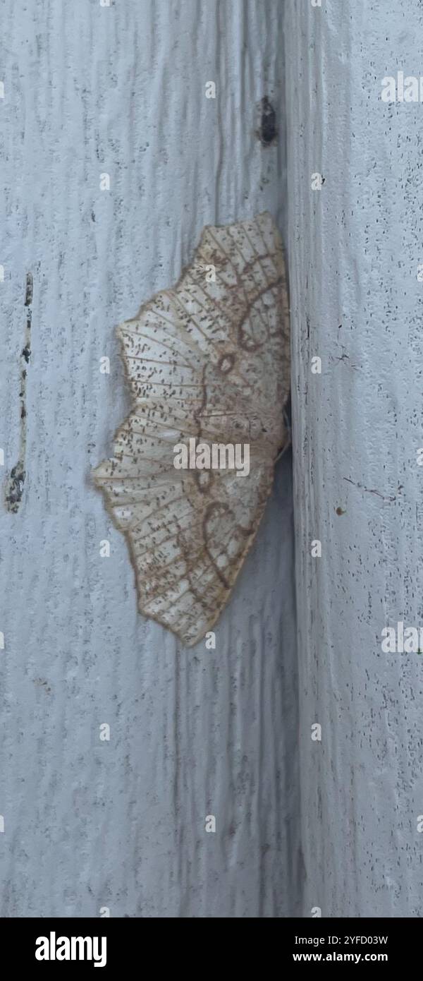 Besma moth hi-res stock photography and images - Alamy