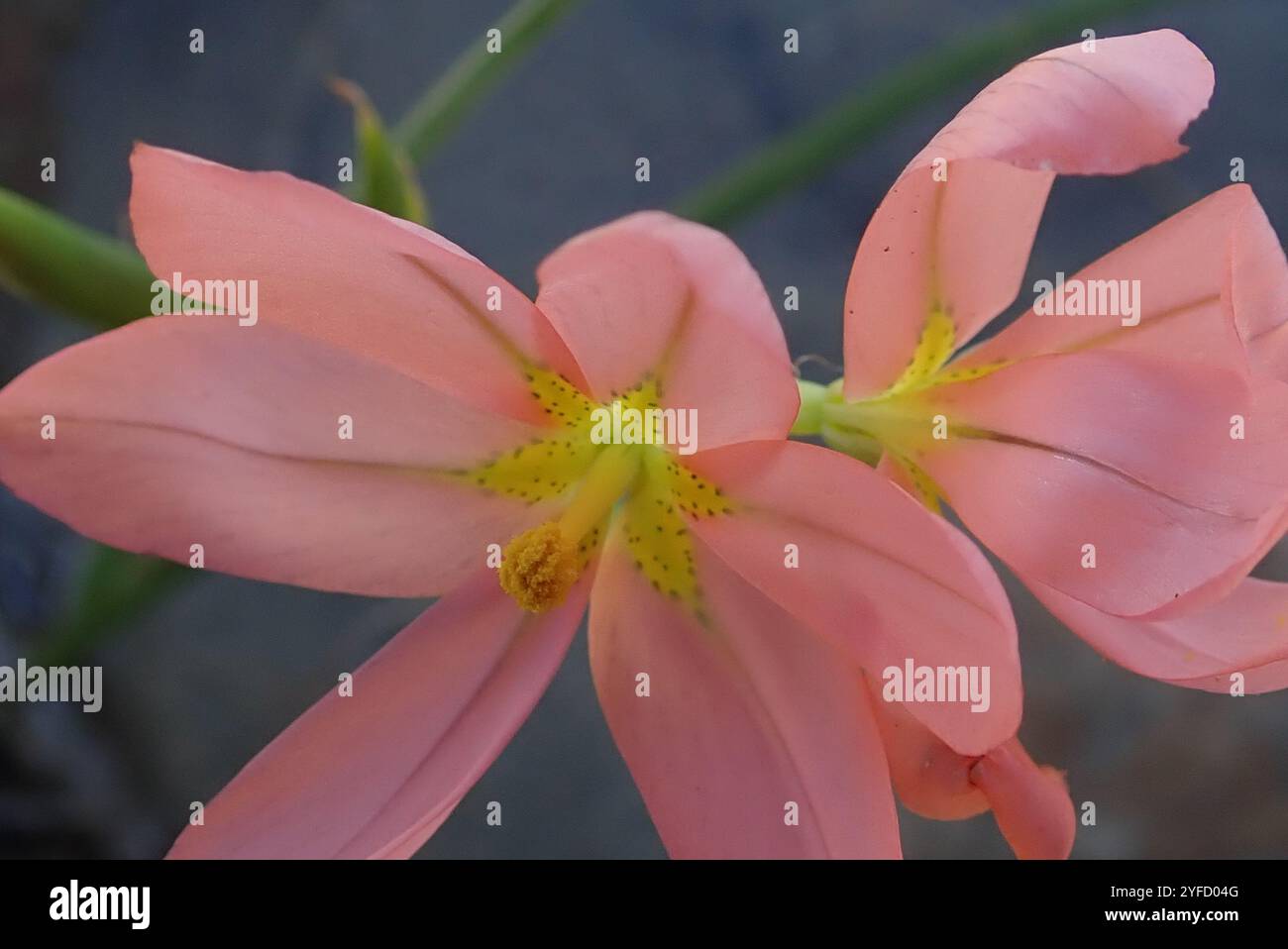 Two-leaved Cape tulip (Moraea miniata Stock Photo - Alamy
