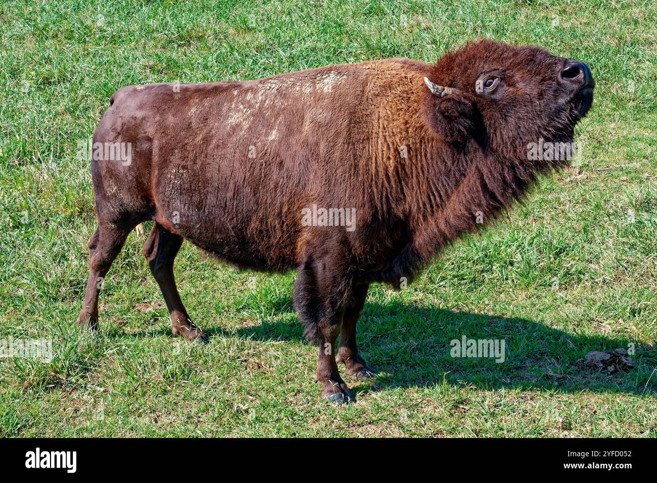 Female buffalo hi-res stock photography and images - Alamy