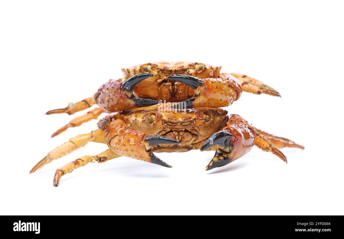 Two yellow boiled crab hi-res stock photography and images - Alamy