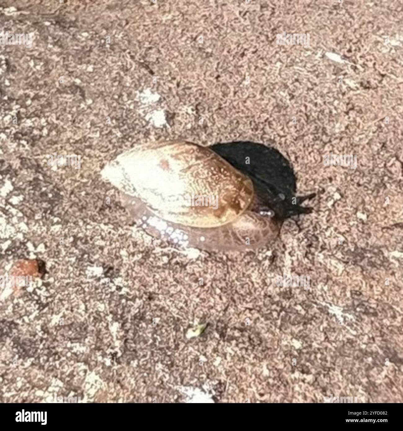 Common European Ambersnail (Succinea putris Stock Photo - Alamy
