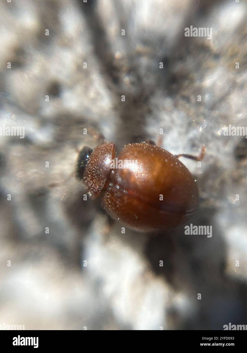 Impunctata hi-res stock photography and images - Alamy