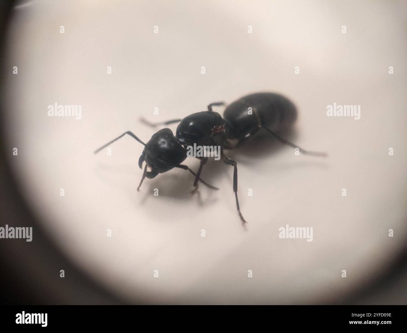 Eastern Black Carpenter Ant (Camponotus pennsylvanicus Stock Photo - Alamy