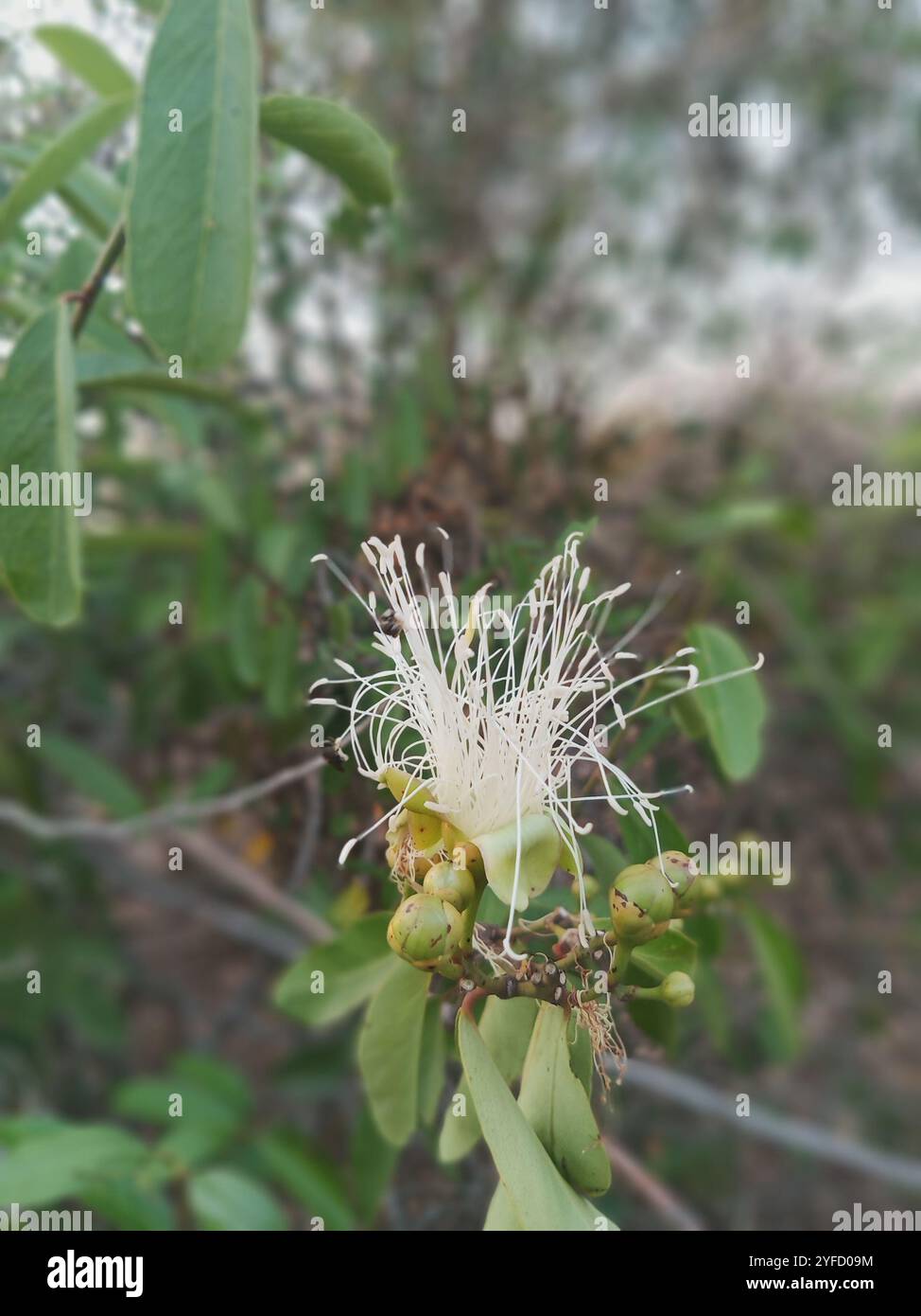 bay-leaved caper (Cynophalla flexuosa Stock Photo - Alamy