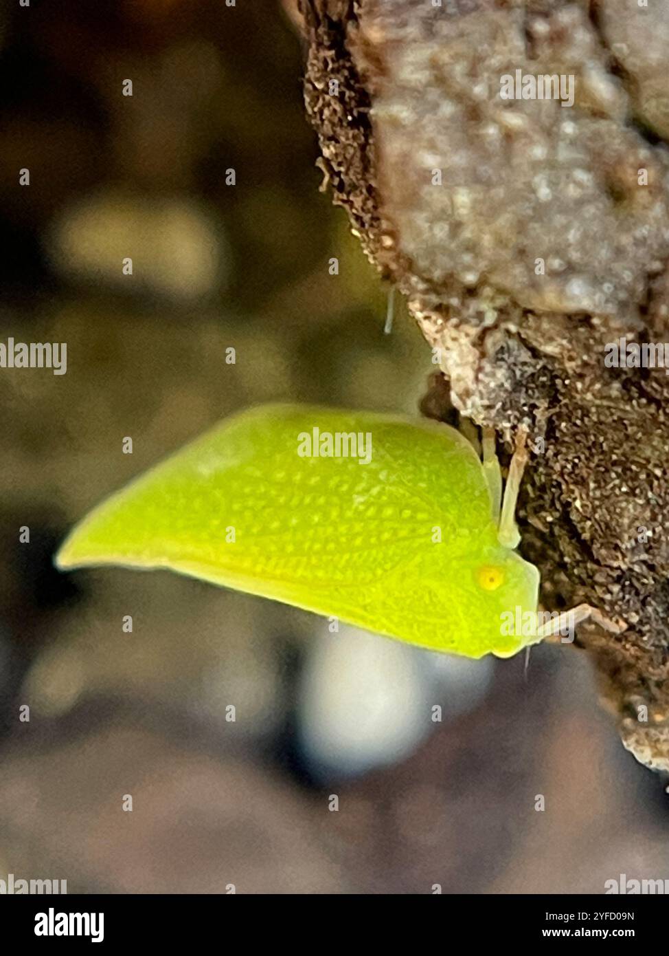 Torpedo Bug (Siphanta acuta Stock Photo - Alamy