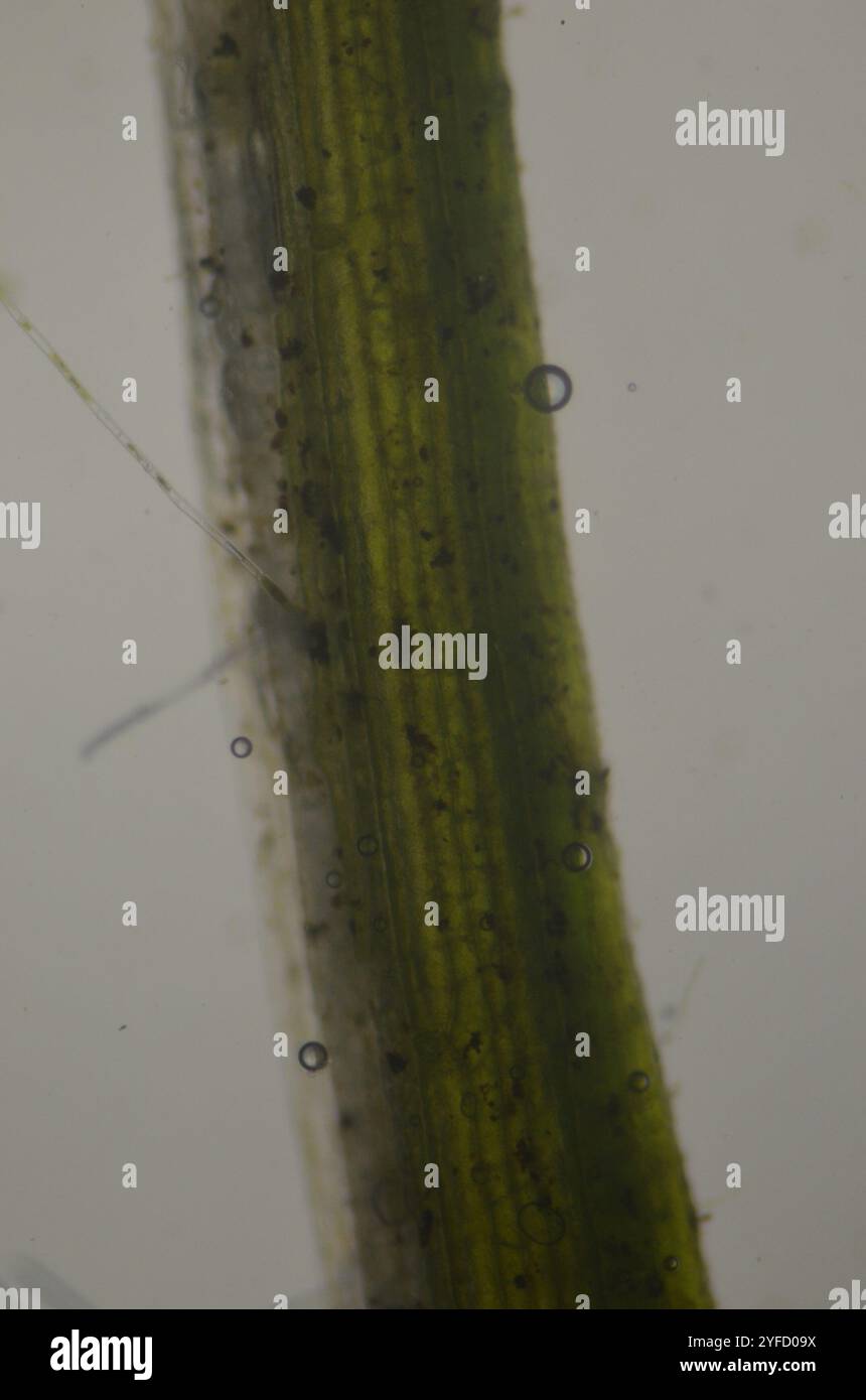 delicate stonewort (Chara virgata Stock Photo - Alamy