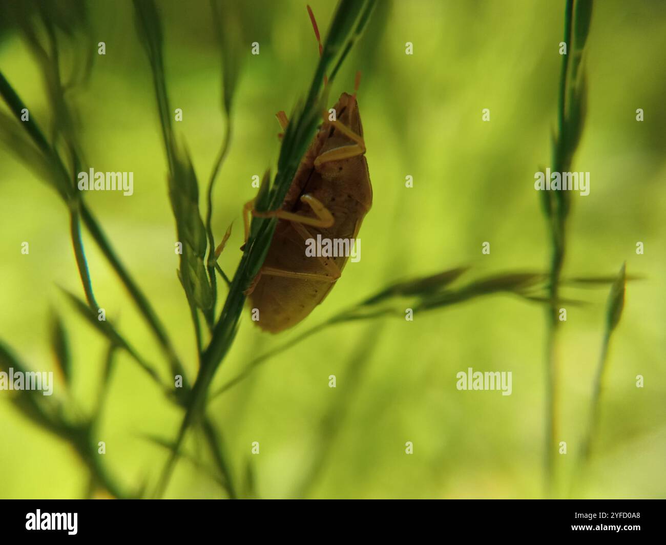 Bishops mitre shield bug hi-res stock photography and images - Alamy