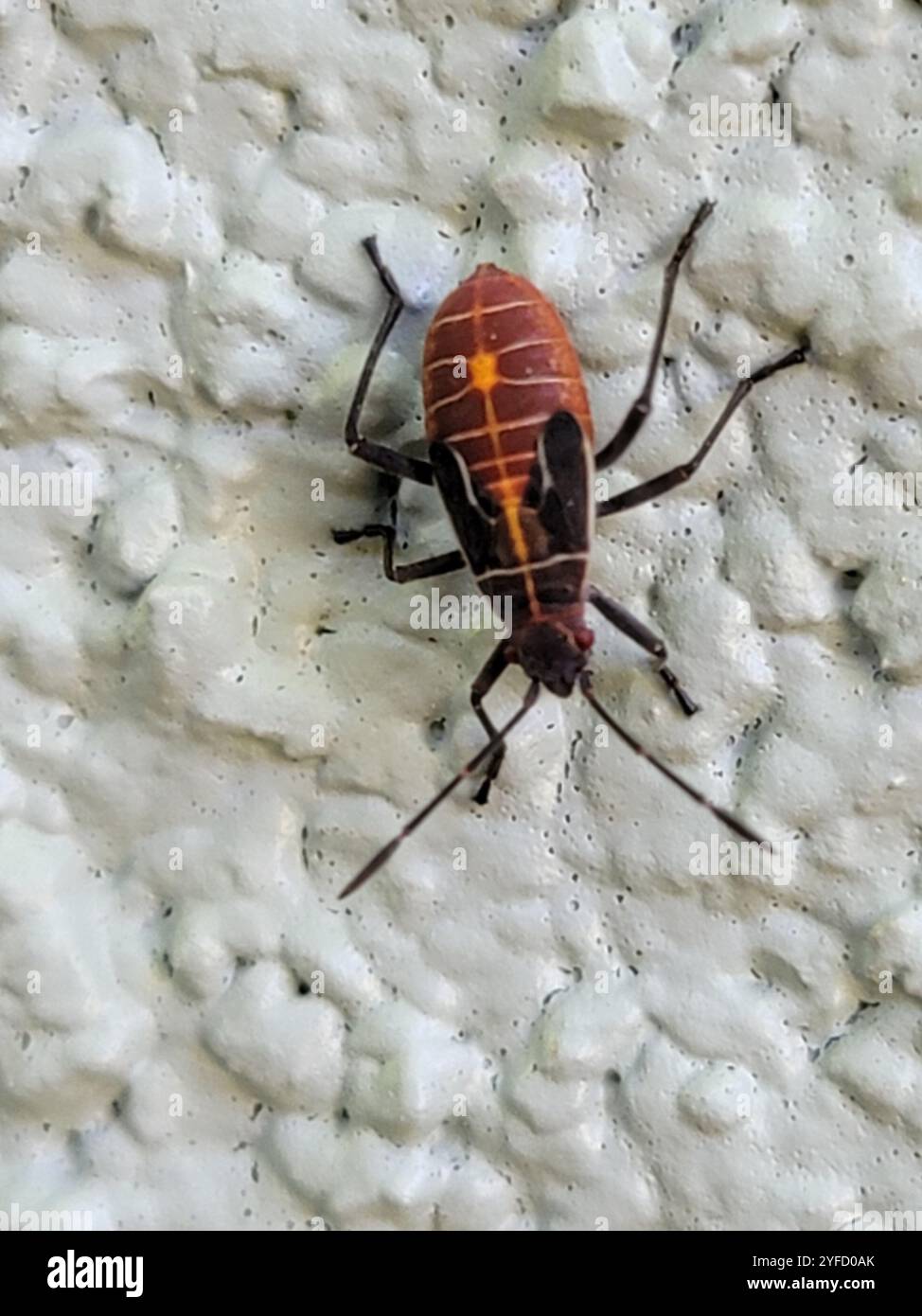 Western Boxelder Bug (Boisea rubrolineata Stock Photo - Alamy
