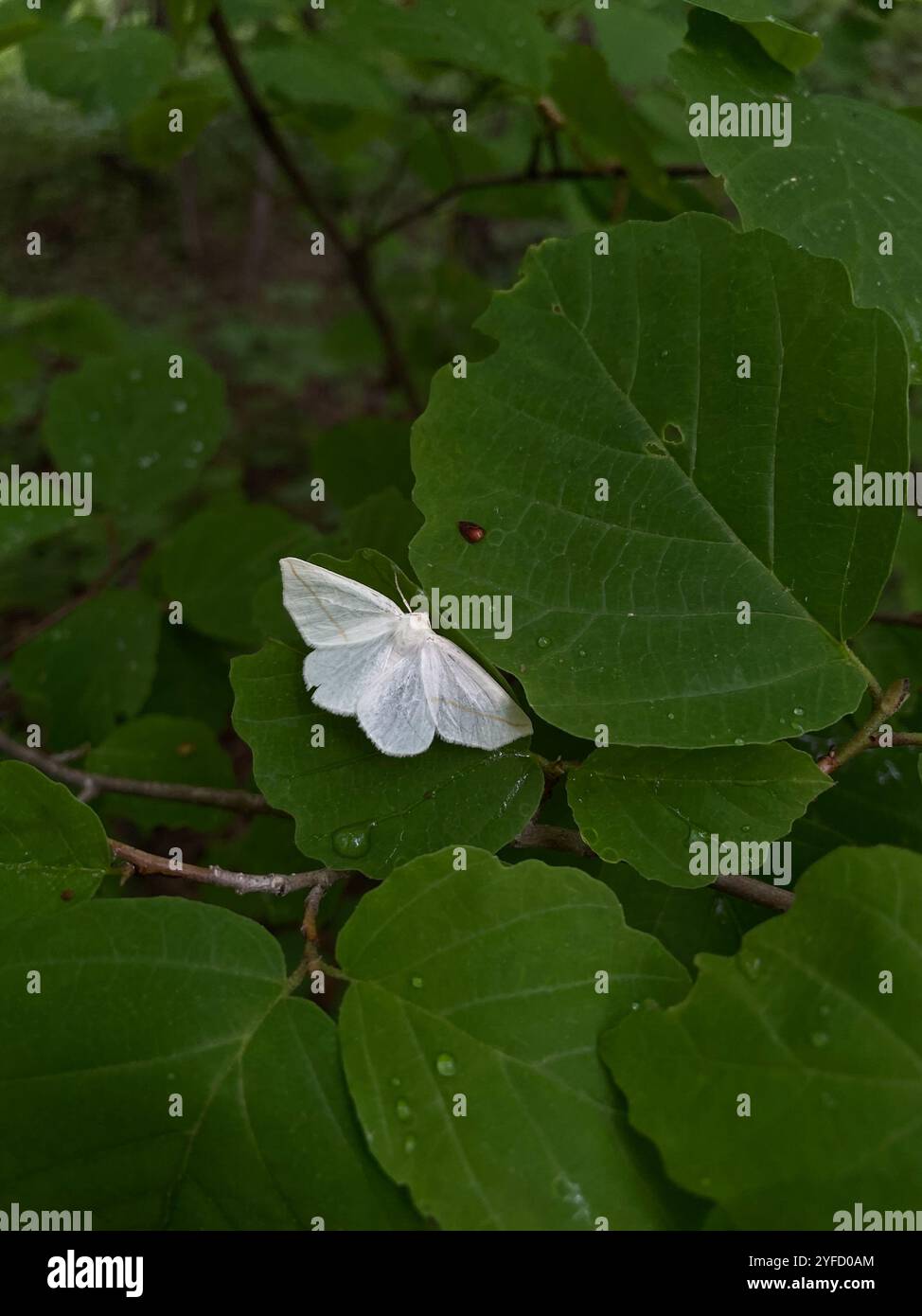 White Slant-line (Tetracis cachexiata Stock Photo - Alamy