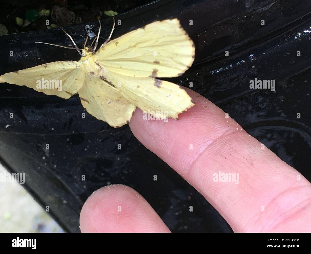 Crocus Geometer Moths (Xanthotype Stock Photo - Alamy